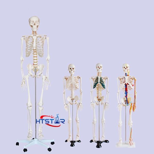 Human Skeleton Model With Nerve 85cm Biological Lab Teaching Models ...