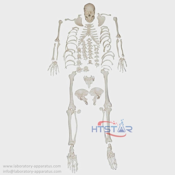 Disarticulated Human Skeleton Model Full Parts Biological Teaching ...
