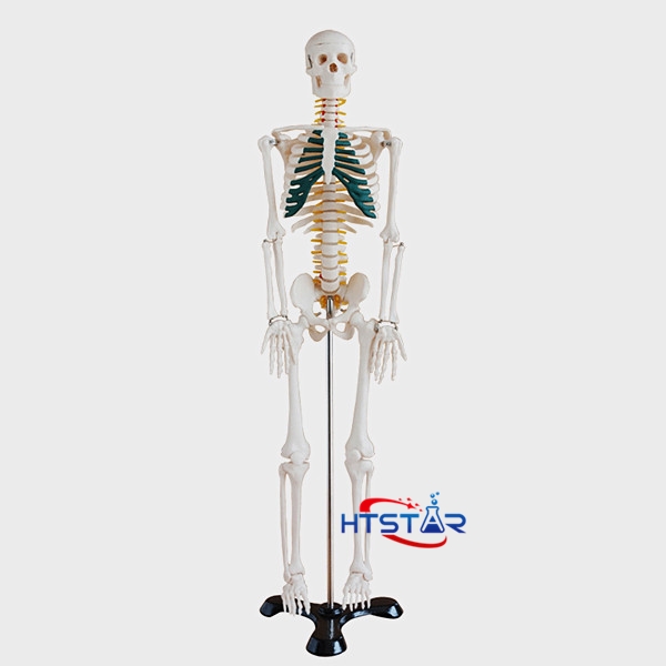 Human Skeleton Model With Nerve 85cm Biological Lab Teaching Models ...