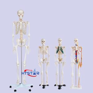Human Skeleton Model With Nerve 85cm Biological Lab Teaching Models ...